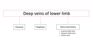 Main Veins of The Lower Limb | PPT
