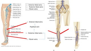 Main Veins of The Lower Limb | PPTX