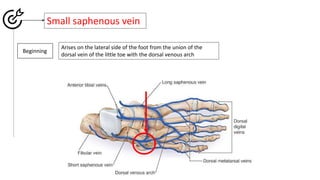 Main Veins of The Lower Limb | PPTX