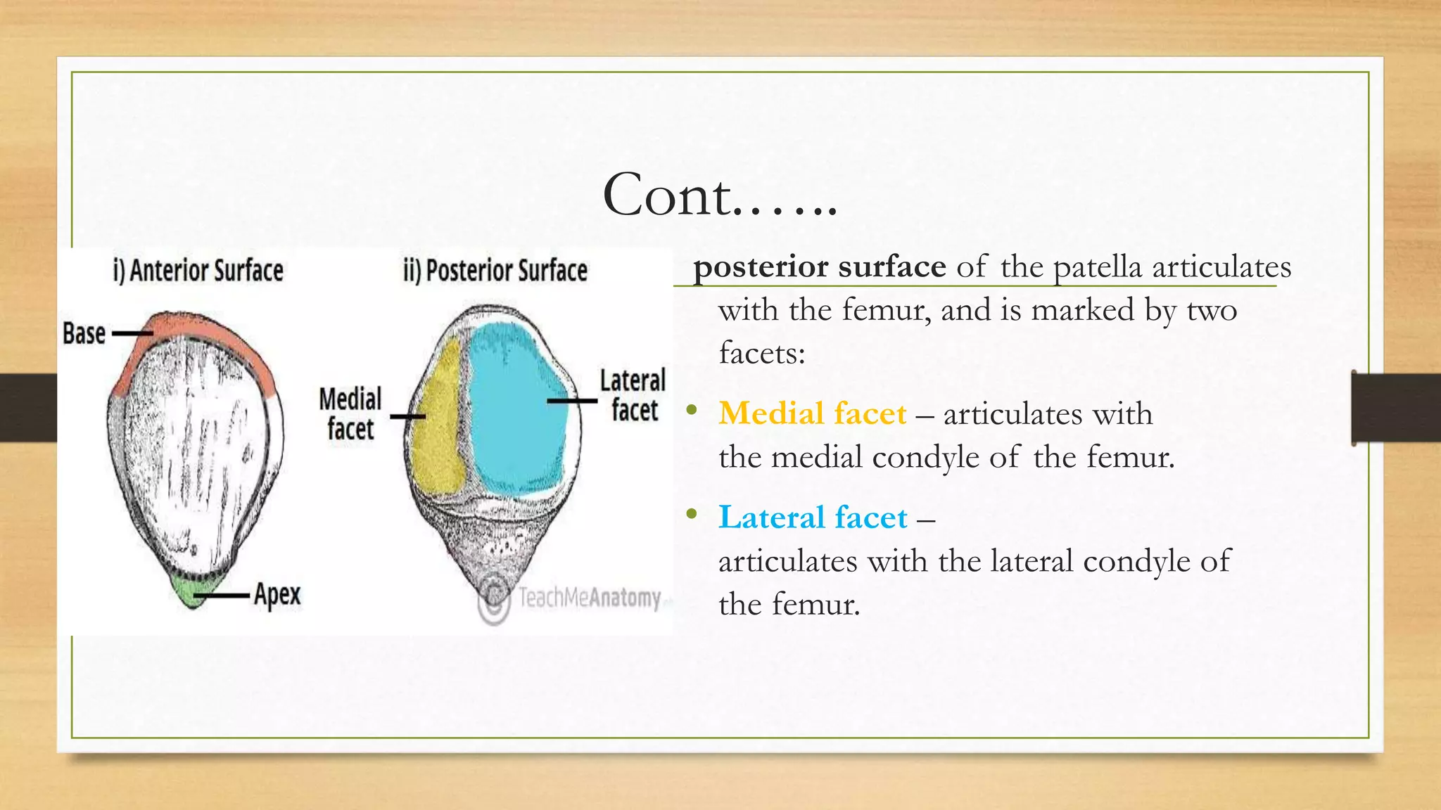 lower limb.pptx