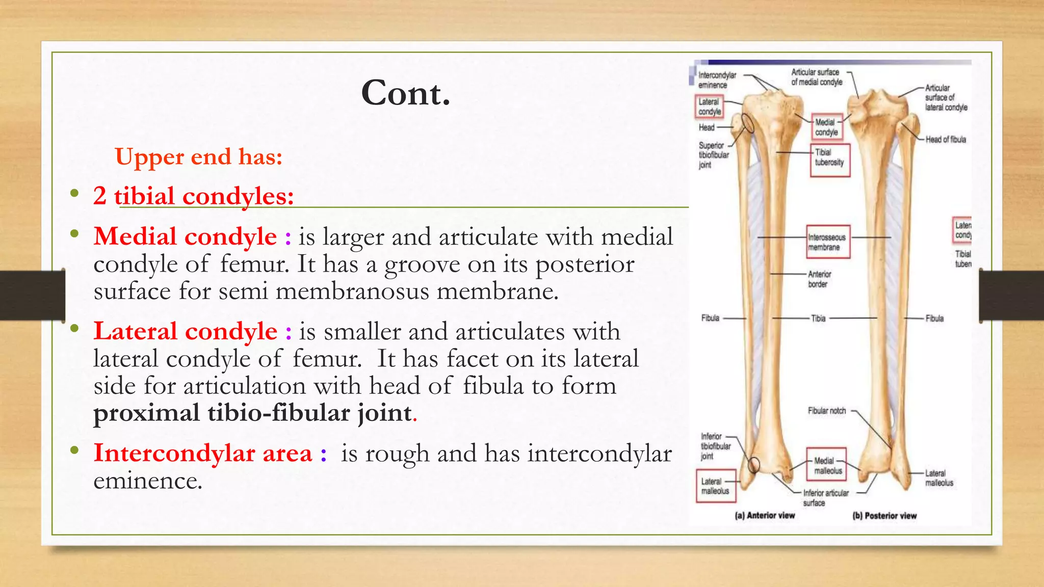 lower limb.pptx
