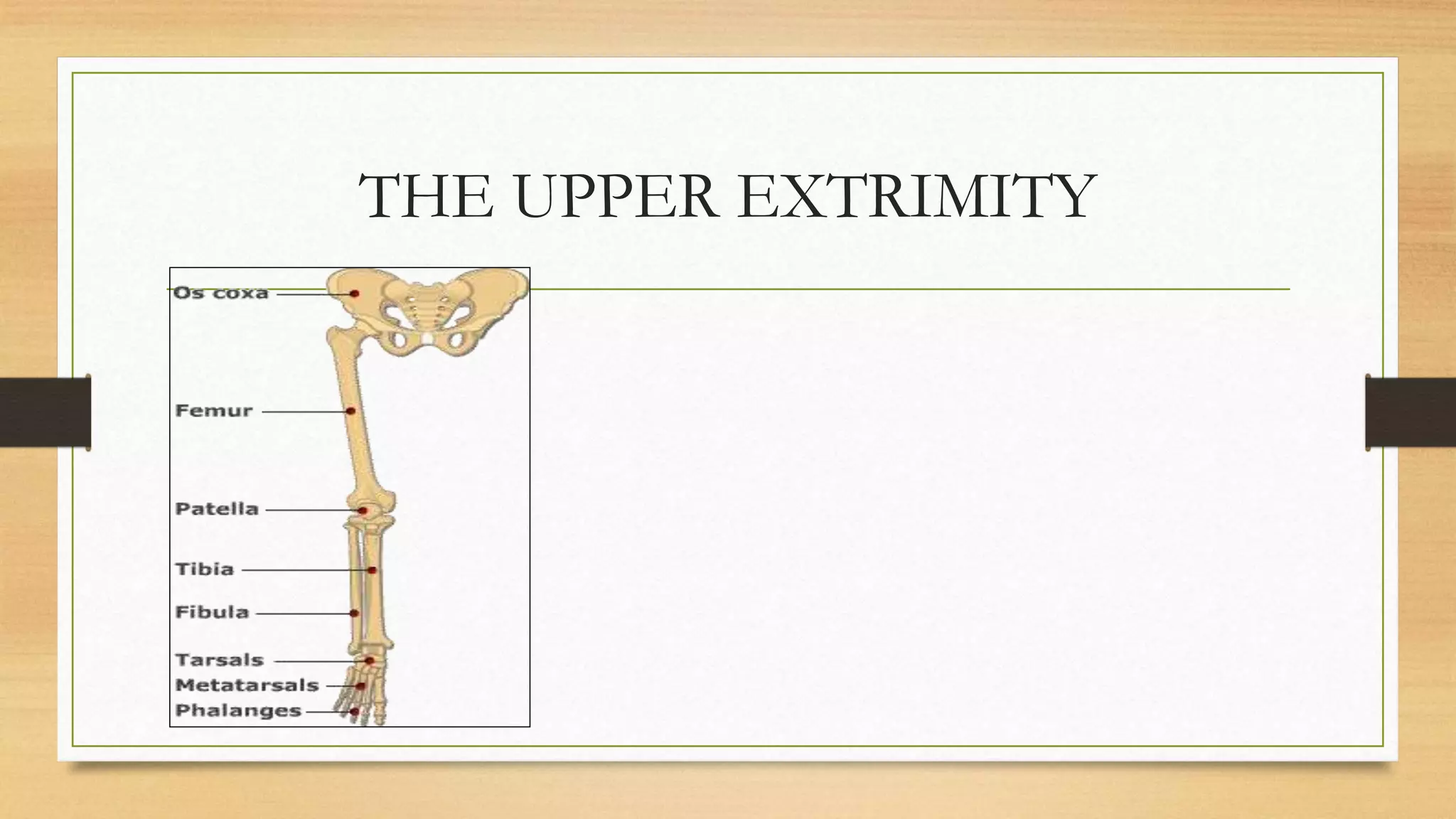 lower limb.pptx