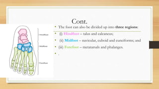 lower limb.pptx