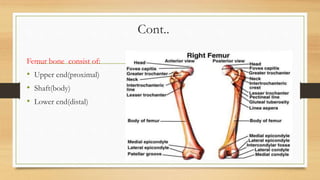lower limb.pptx