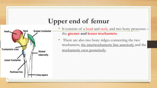 lower limb.pptx