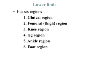 lower limb.ppt