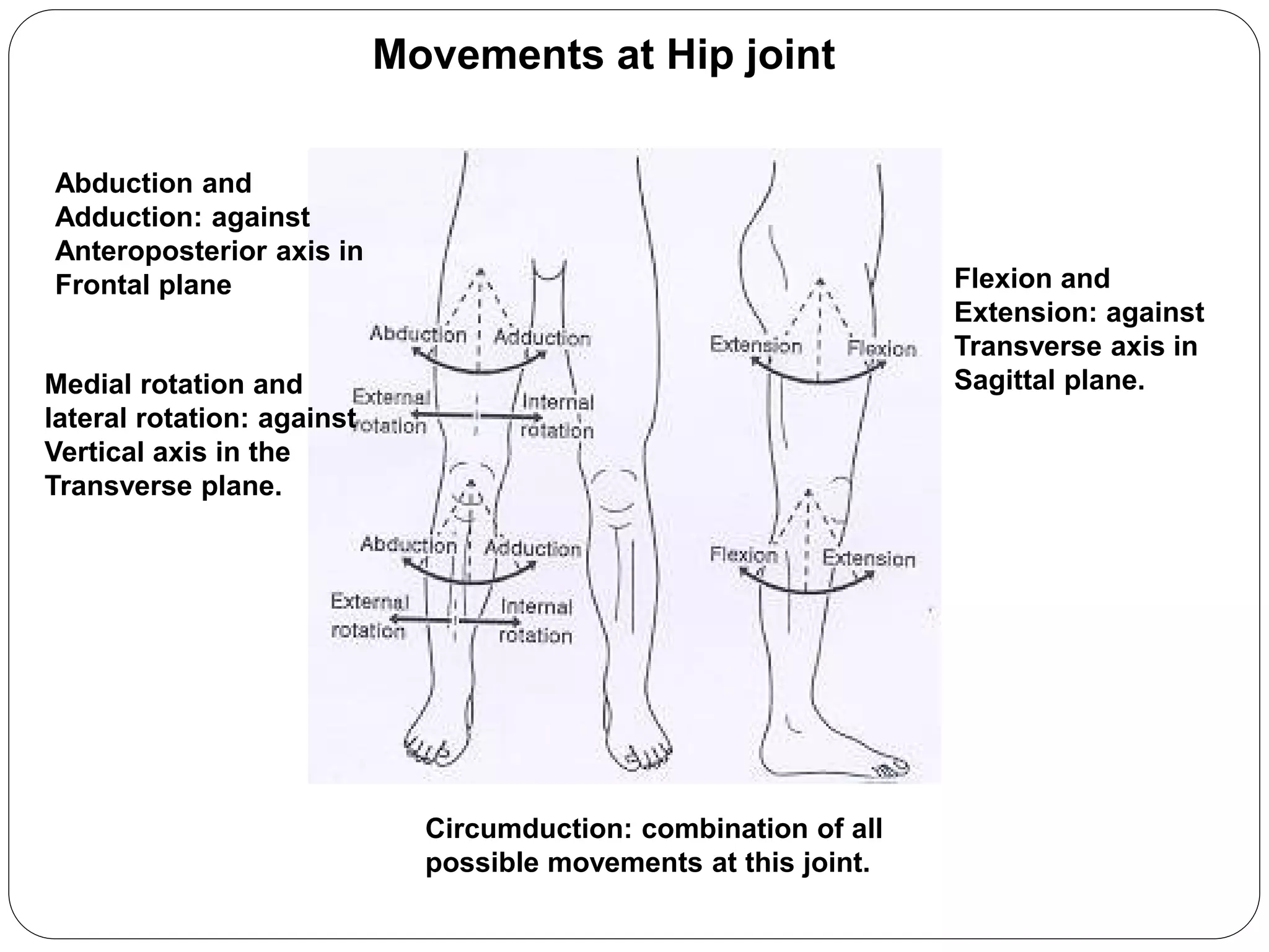 Lower limb bones-joints-muscles-Dr.B.B.Gosai | PDF