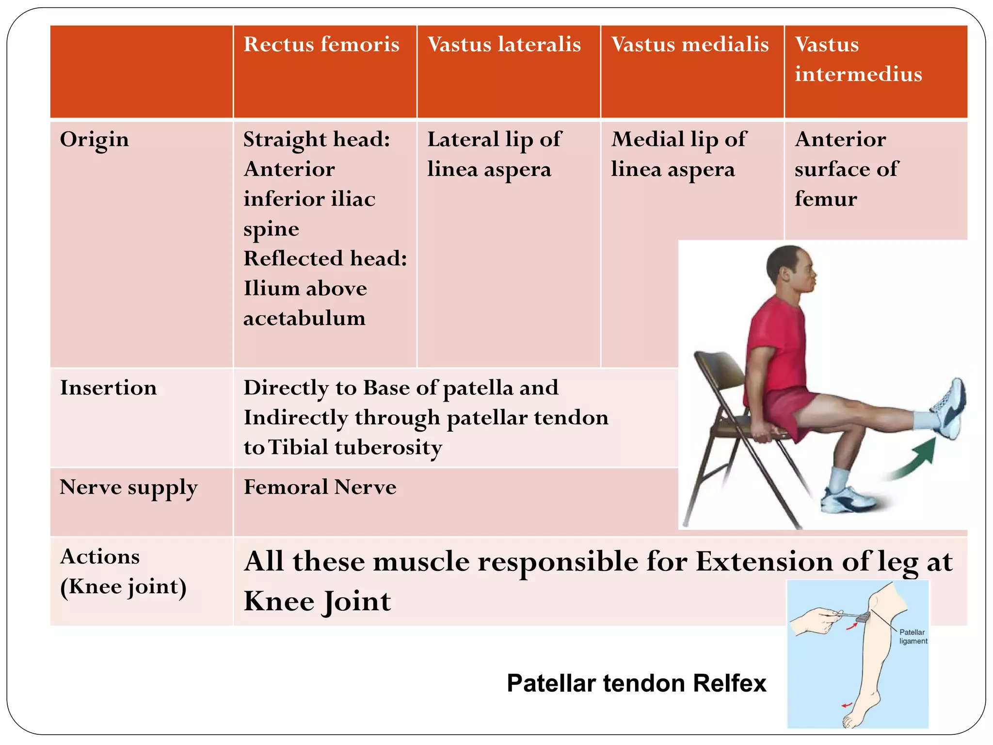 Lower limb bones-joints-muscles-Dr.B.B.Gosai | PDF