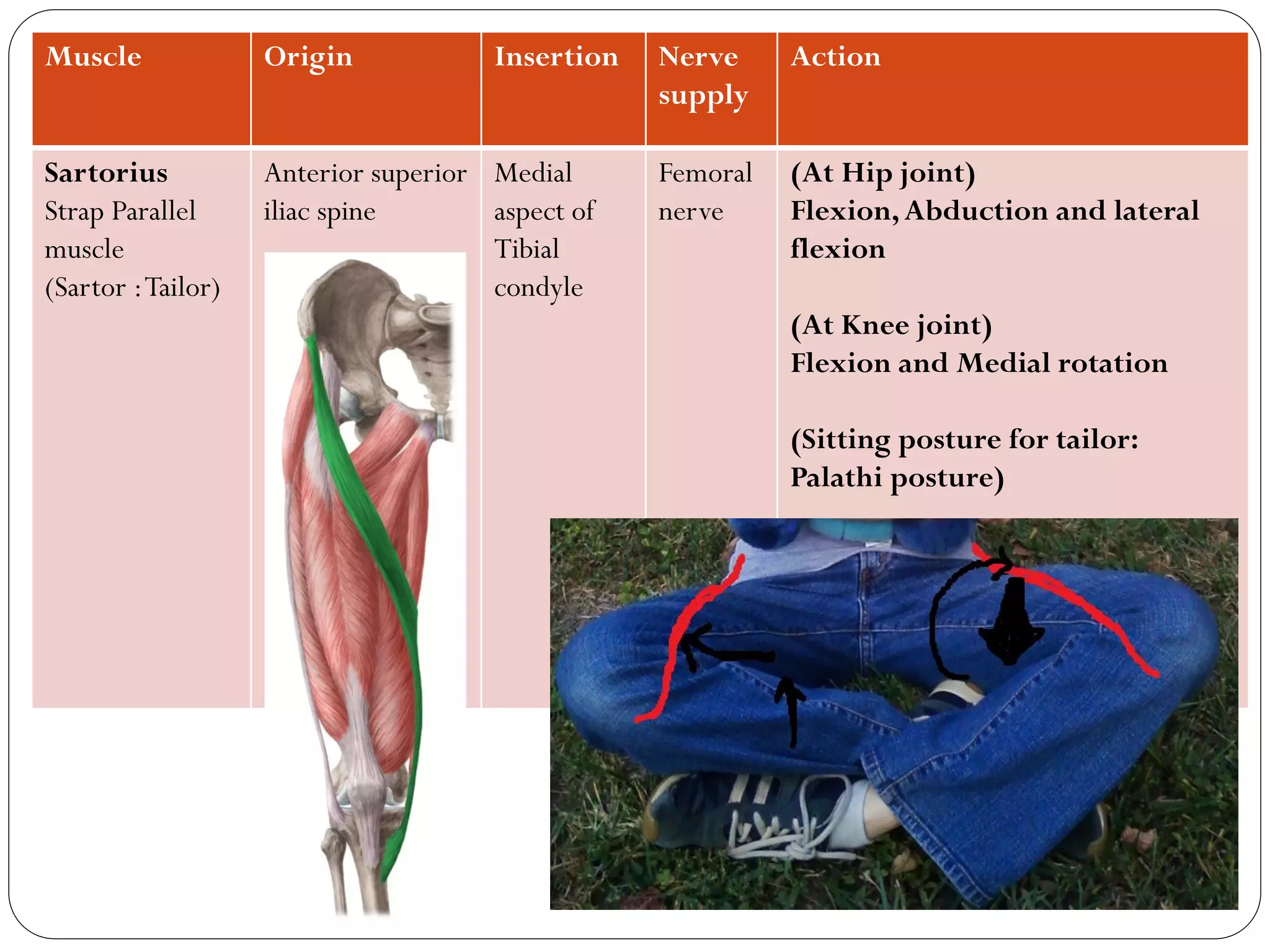 Lower limb bones-joints-muscles-Dr.B.B.Gosai | PDF