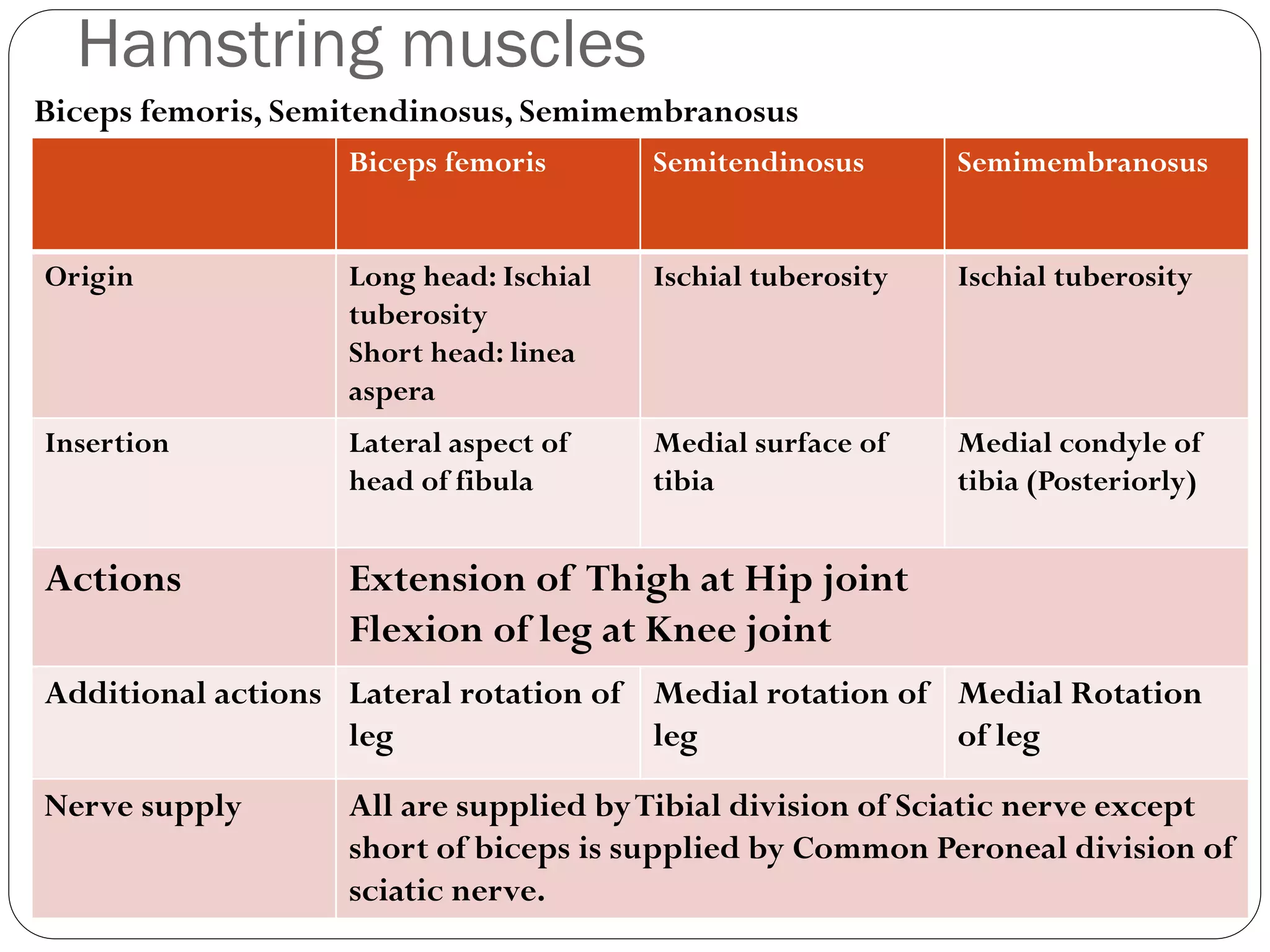 Lower limb bones-joints-muscles-Dr.B.B.Gosai | PDF