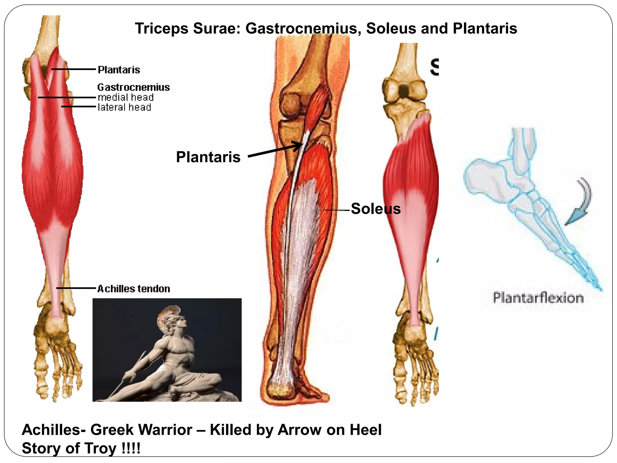 Lower limb bones-joints-muscles-Dr.B.B.Gosai | PDF