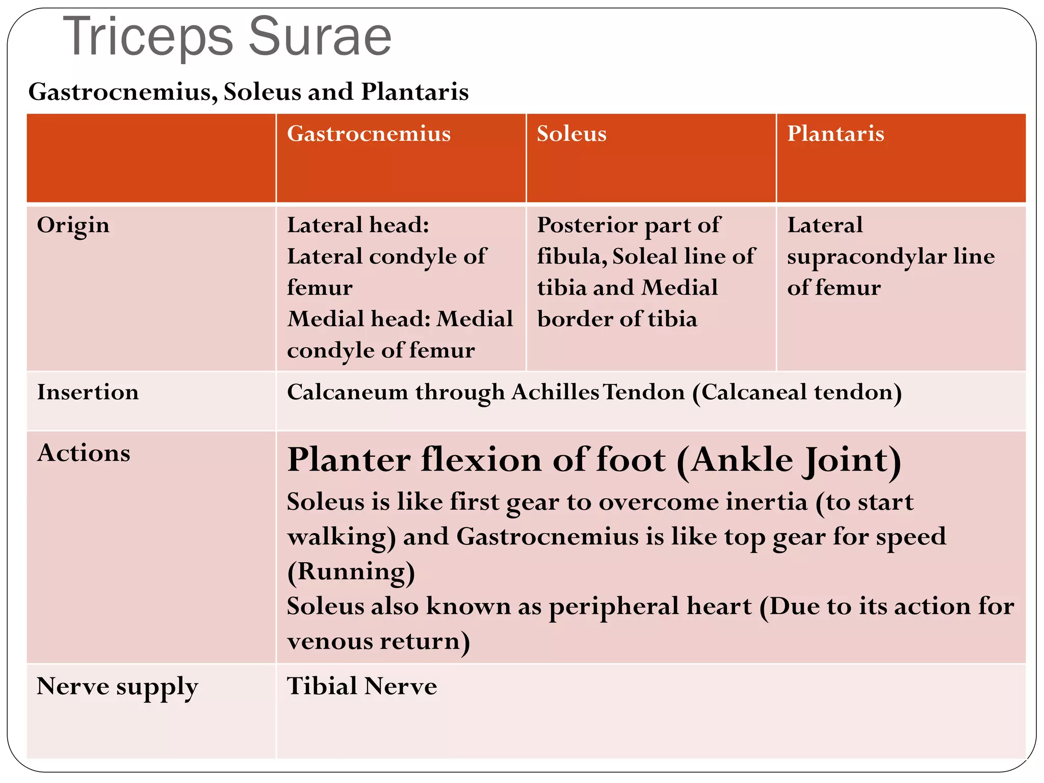 Lower limb bones-joints-muscles-Dr.B.B.Gosai | PDF