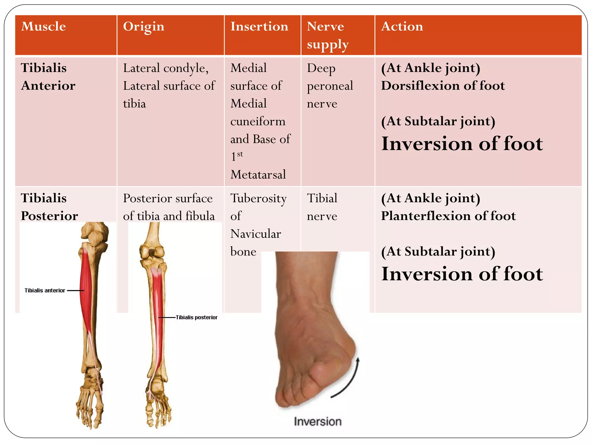 Lower limb bones-joints-muscles-Dr.B.B.Gosai | PDF