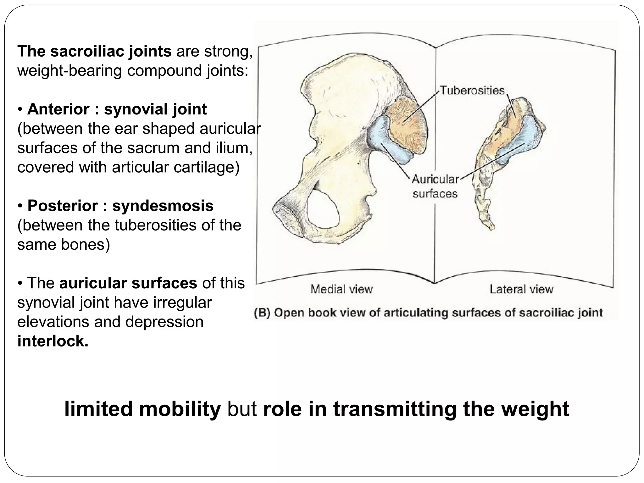 Lower limb bones-joints-muscles-Dr.B.B.Gosai | PDF