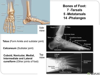 Lower limb bones-joints-muscles-Dr.B.B.Gosai | PDF