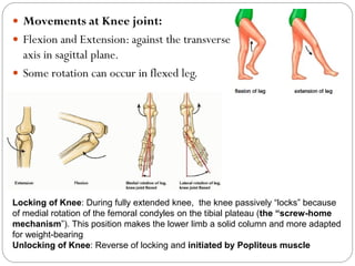 Lower limb bones-joints-muscles-Dr.B.B.Gosai | PDF