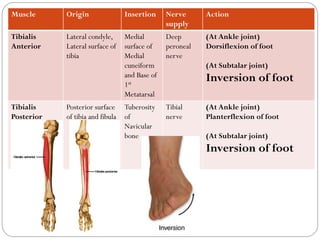 Lower limb bones-joints-muscles-Dr.B.B.Gosai | PDF