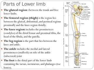 Lower limb bones-joints-muscles-Dr.B.B.Gosai | PDF