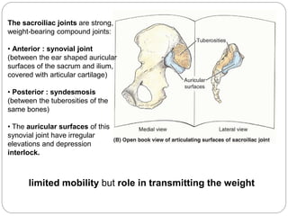 Lower limb bones-joints-muscles-Dr.B.B.Gosai | PDF