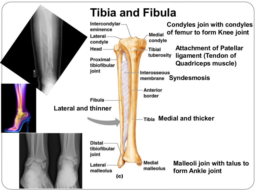 Lower Limb Bones joints muscles Dr B B Gosai Lower Limb Bones joints muscles Dr B B Gosai