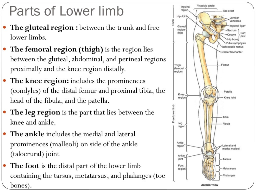 Lower limb bones-joints-muscles-Dr.B.B.Gosai Lower limb bones-joints-muscles-Dr.B.B.Gosai