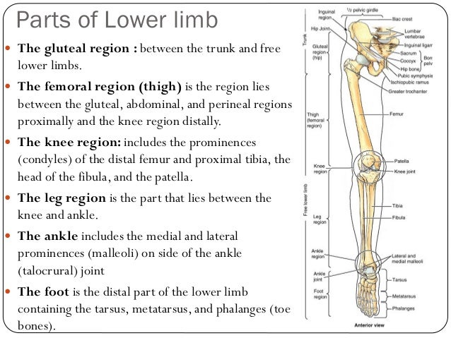 Lower limb bones-joints-muscles-Dr.B.B.Gosai