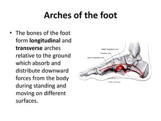 lowerlimb-foot-100203124323-phpapp02.pdf