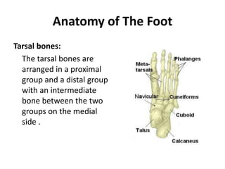 lowerlimb-foot-100203124323-phpapp02.pdf