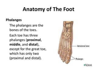 lowerlimb-foot-100203124323-phpapp02.pdf