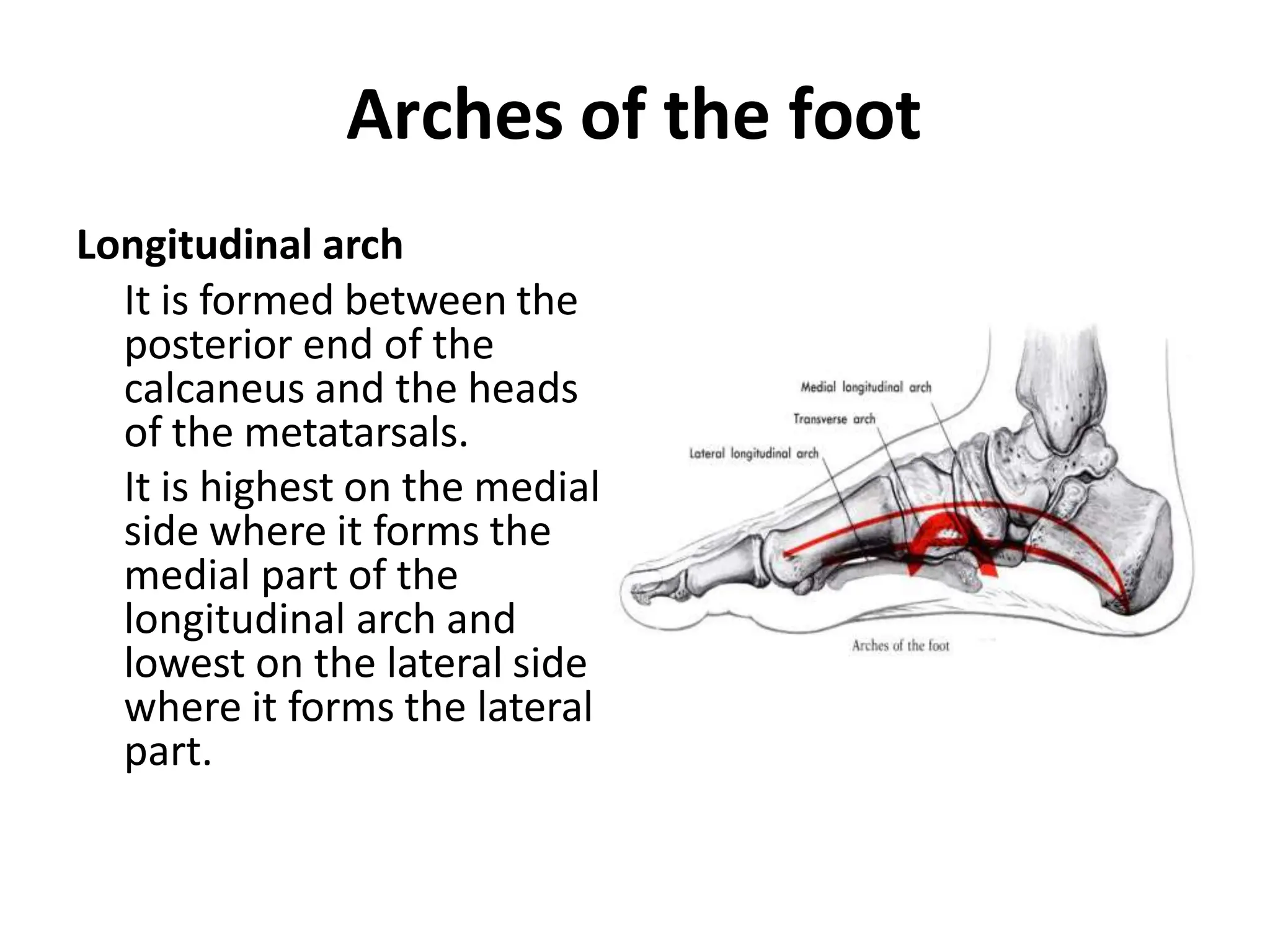 lowerlimb anatomy foot od adult and normalm anatomy of leg | PPTX