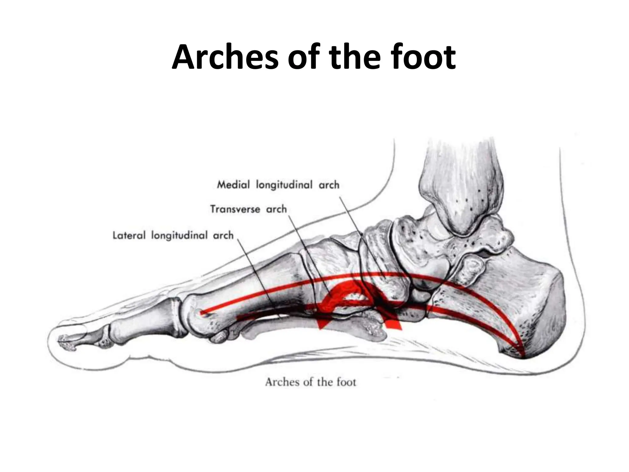 lowerlimb anatomy foot od adult and normalm anatomy of leg | PPTX