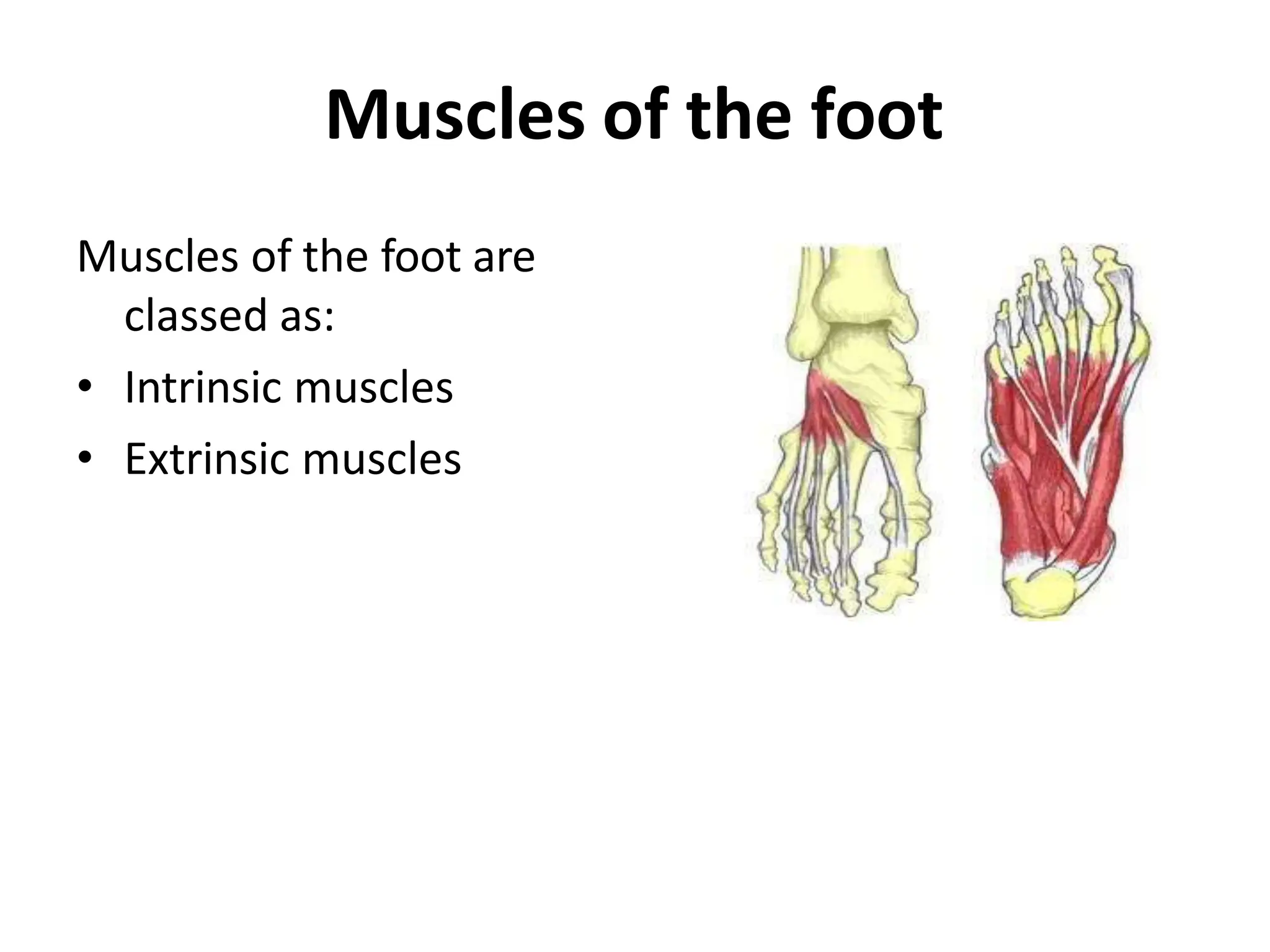 lowerlimb anatomy foot od adult and normalm anatomy of leg | PPTX