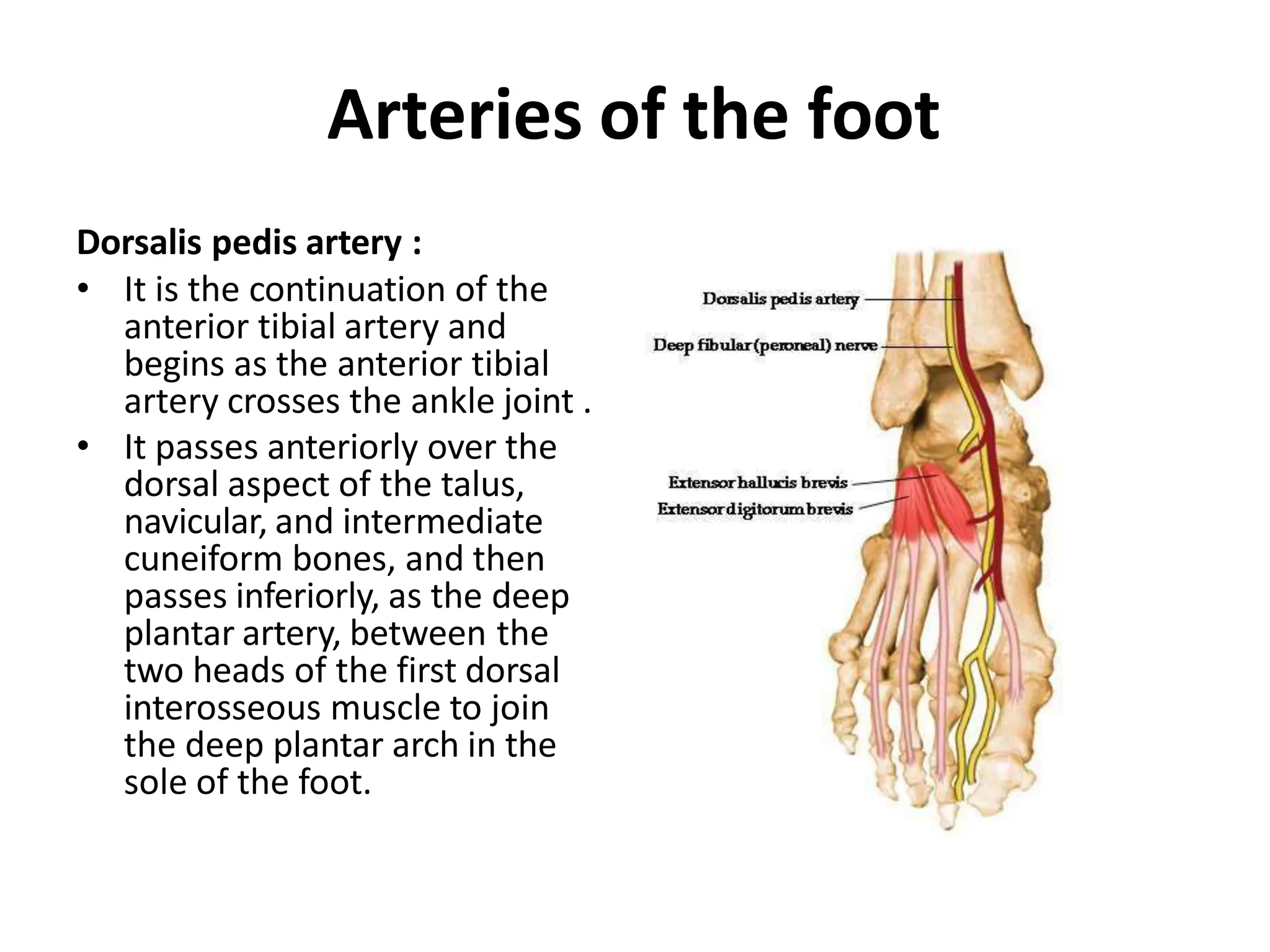 lowerlimb anatomy foot od adult and normalm anatomy of leg | PPTX