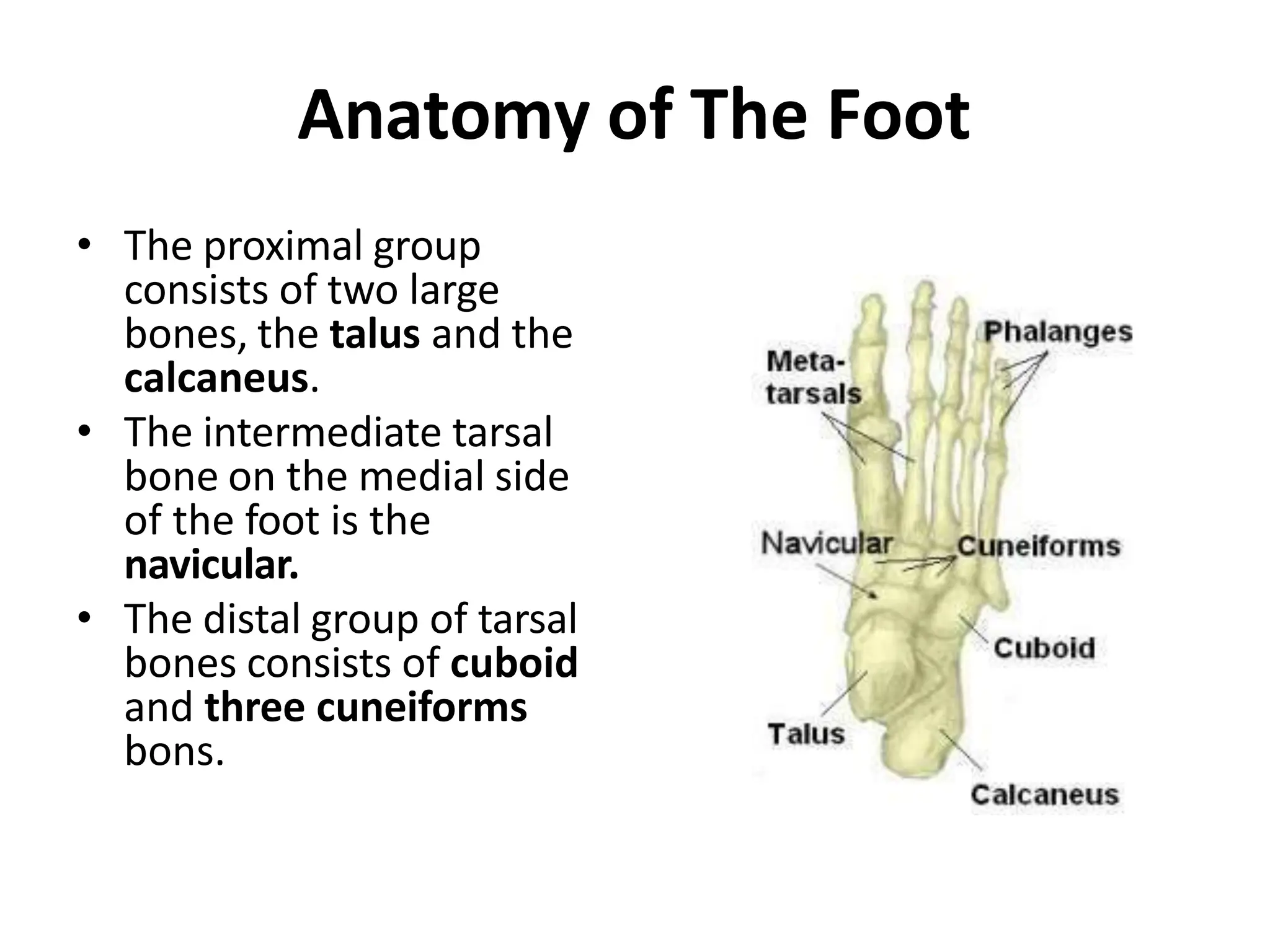 lowerlimb anatomy foot od adult and normalm anatomy of leg | PPTX