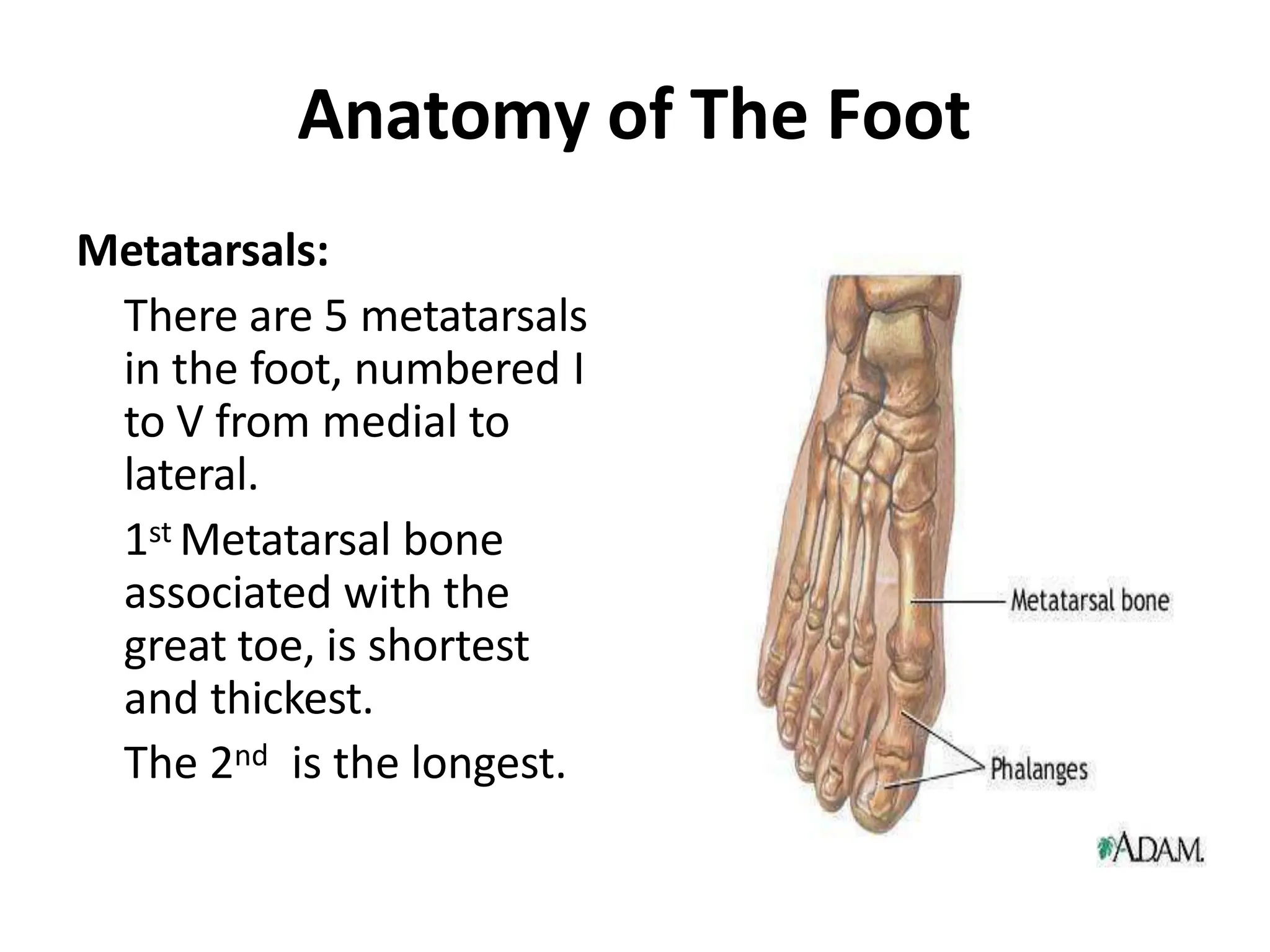 lowerlimb anatomy foot od adult and normalm anatomy of leg | PPTX