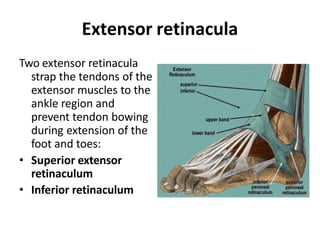lowerlimb anatomy foot od adult and normalm anatomy of leg | PPTX