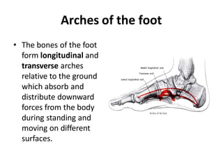 lowerlimb anatomy foot od adult and normalm anatomy of leg | PPTX