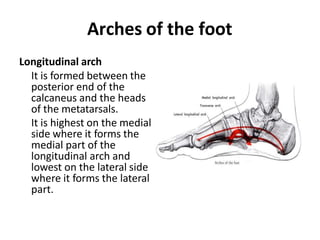 lowerlimb anatomy foot od adult and normalm anatomy of leg | PPTX