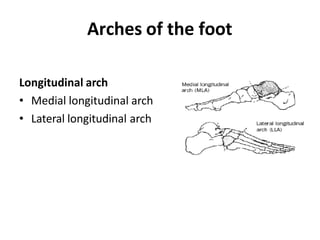 lowerlimb anatomy foot od adult and normalm anatomy of leg | PPTX