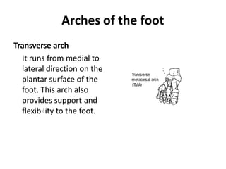 lowerlimb anatomy foot od adult and normalm anatomy of leg | PPTX