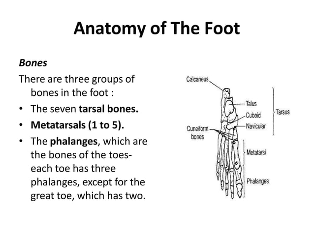 lowerlimb anatomy foot od adult and normalm anatomy of leg | PPTX