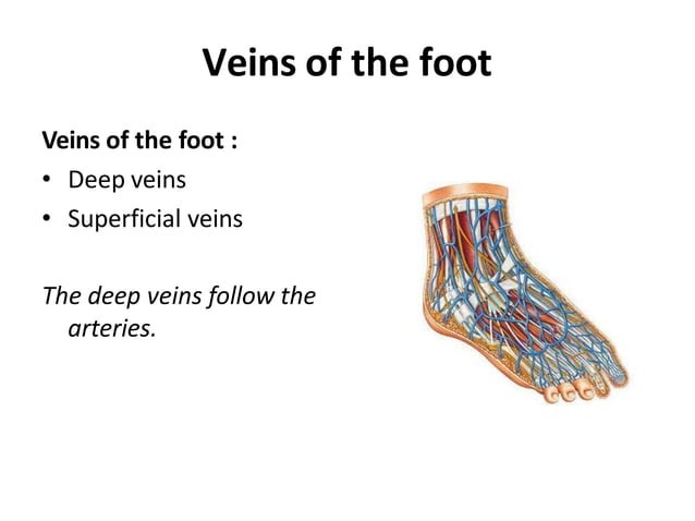 lowerlimb anatomy foot od adult and normalm anatomy of leg | PPTX