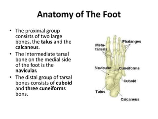 lowerlimb anatomy foot od adult and normalm anatomy of leg | PPTX