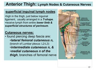 Lower Limb-latest.ppt