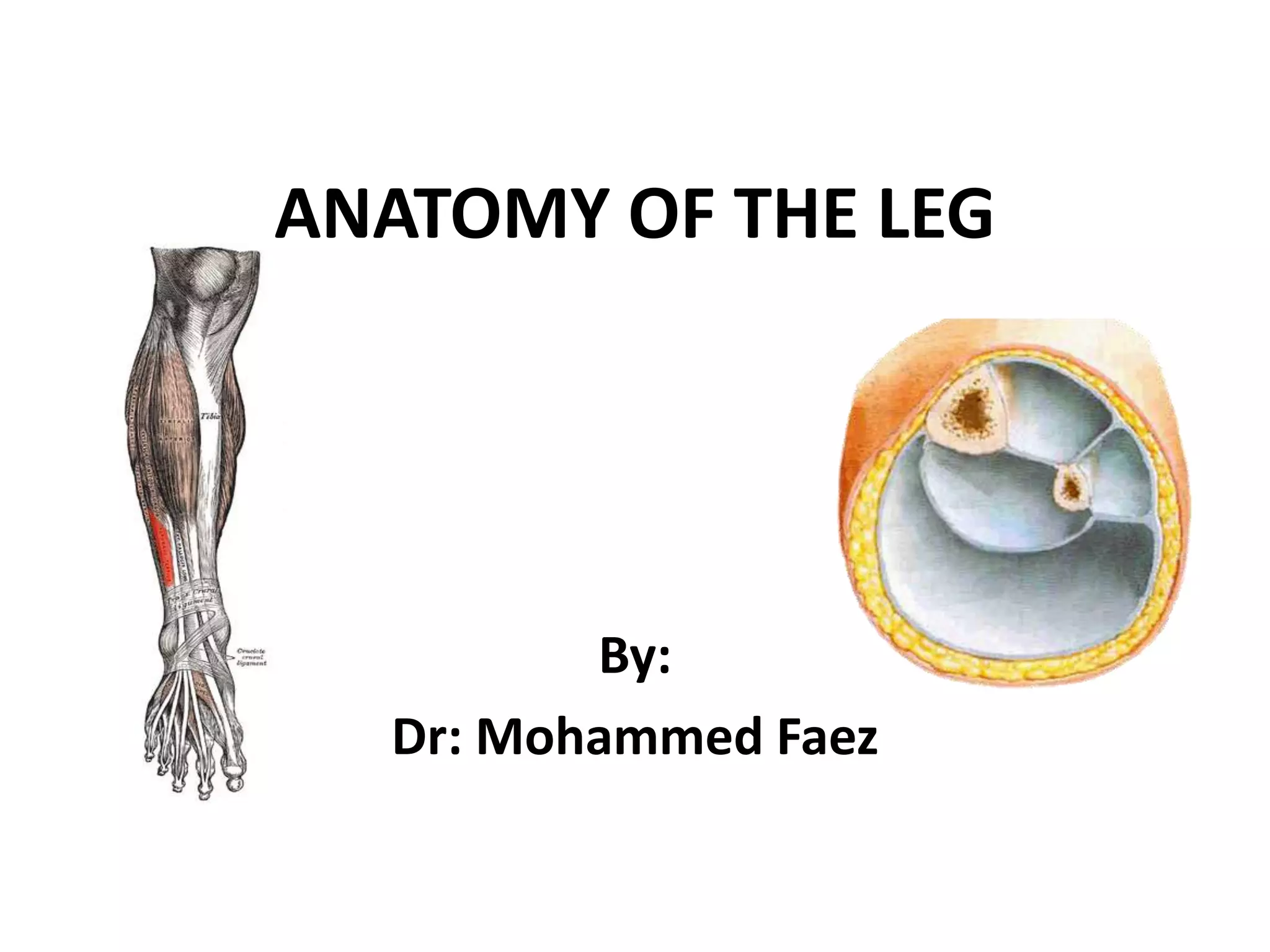 Lower Limb Leg | PPT
