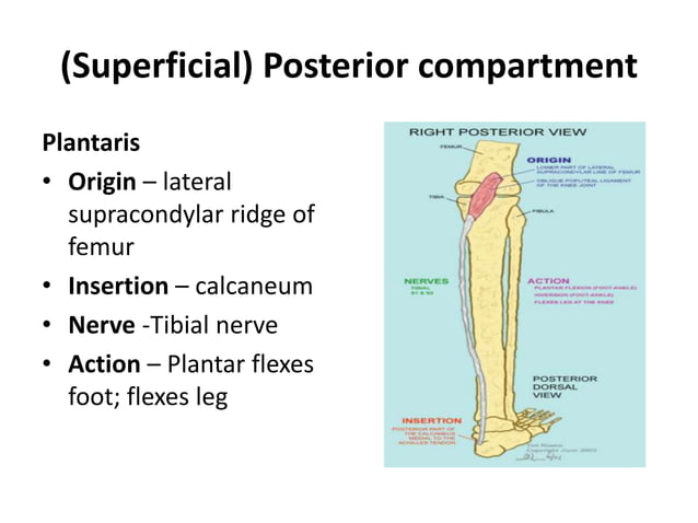 Lower Limb Leg | PPTX | Death, Injury, or Military Conflict | Sensitive ...