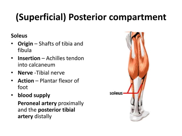 Lower Limb Leg | PPTX | Death, Injury, or Military Conflict | Sensitive ...