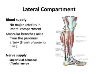 Lateral Compartment Of Leg