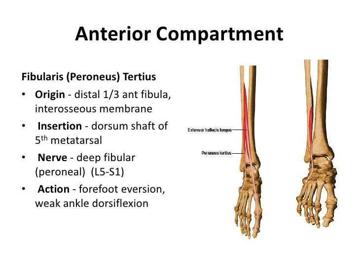 Fibularis Tertius Origin And Insertion Peroneus Muscles Hi Res Stock