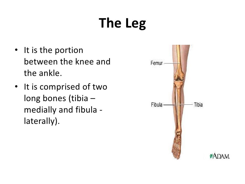 Lower Limb Leg Lower Limb Leg